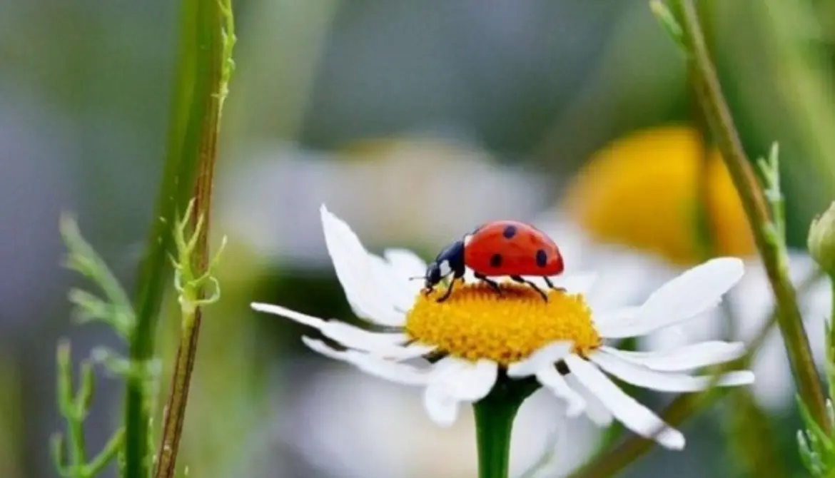 Традиції 8 липня: що сьогодні не можна робити | TrueUA